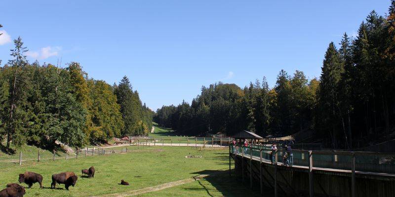 Bears in the Juraparc Zoo in the Vallée de Joux - Lake Geneva Switzerland