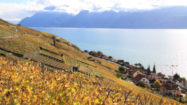 Photos of Grandvaux Vineyards in Autumn, Lavaux - Lake Geneva Switzerland